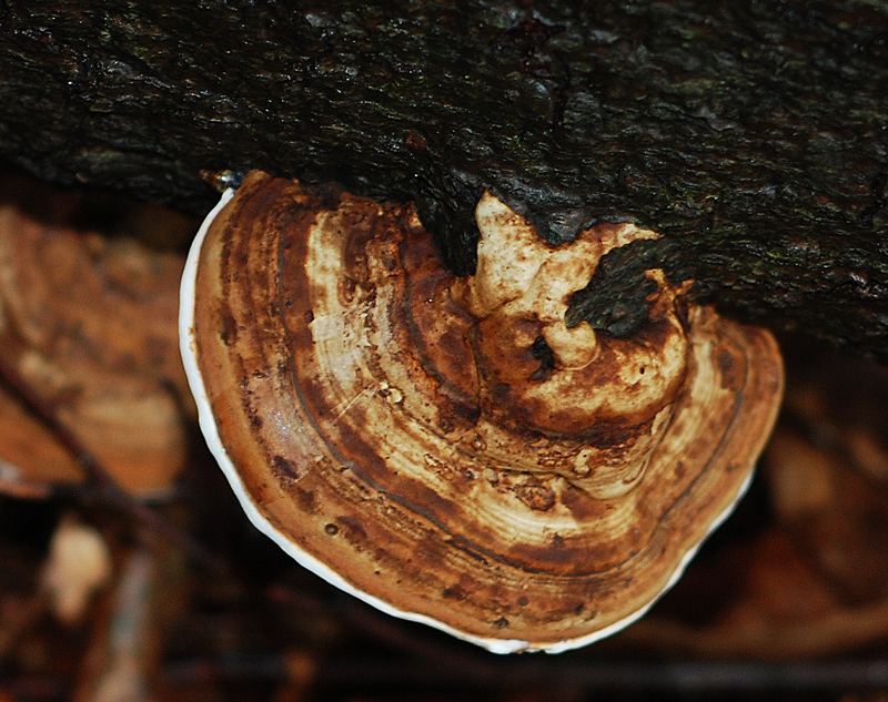 Svampexkursion till Bokedalen 2014 med BFiG