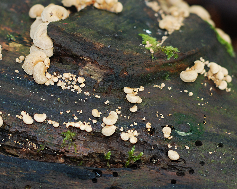 Svampexkursion till Bokedalen 2014 med BFiG