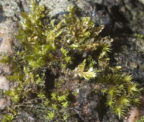 Mossexkursion Gunnarsbo 2010