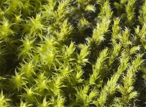 Mossexkursion Gunnarsbo 2010