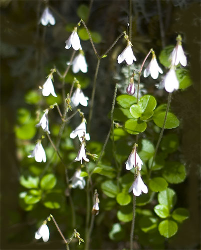 Jämtlandsväxter, sommaren 2010